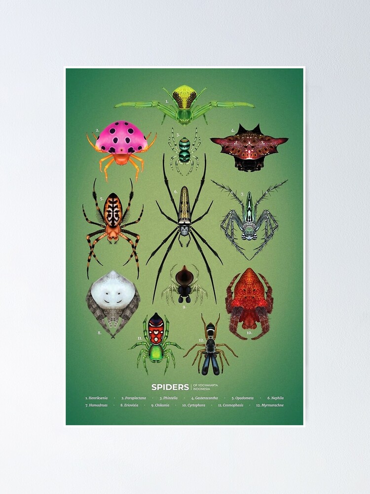 "Spiders Plate" Poster by pbkawak | Redbubble