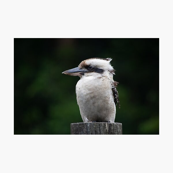 "Die australische Legende - Der Kookaburra" Fotodruck von colinsart ...