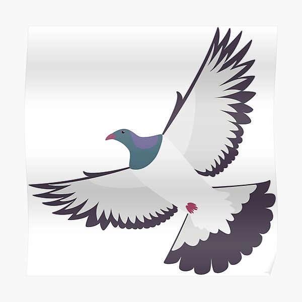"Flying Kereru (New Zealand Wood Pigeon)" Poster for Sale by ...