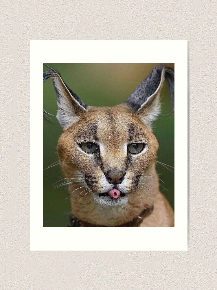 "Handsome Floppa" Art Print for Sale by Karcer | Redbubble