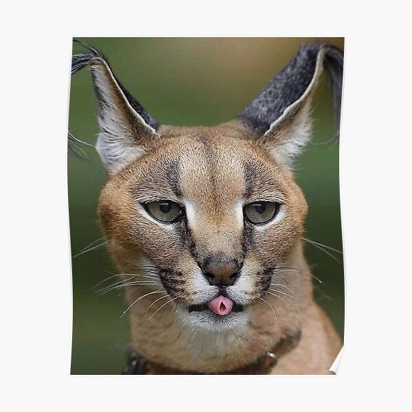 "Handsome Floppa" Poster by Karcer | Redbubble