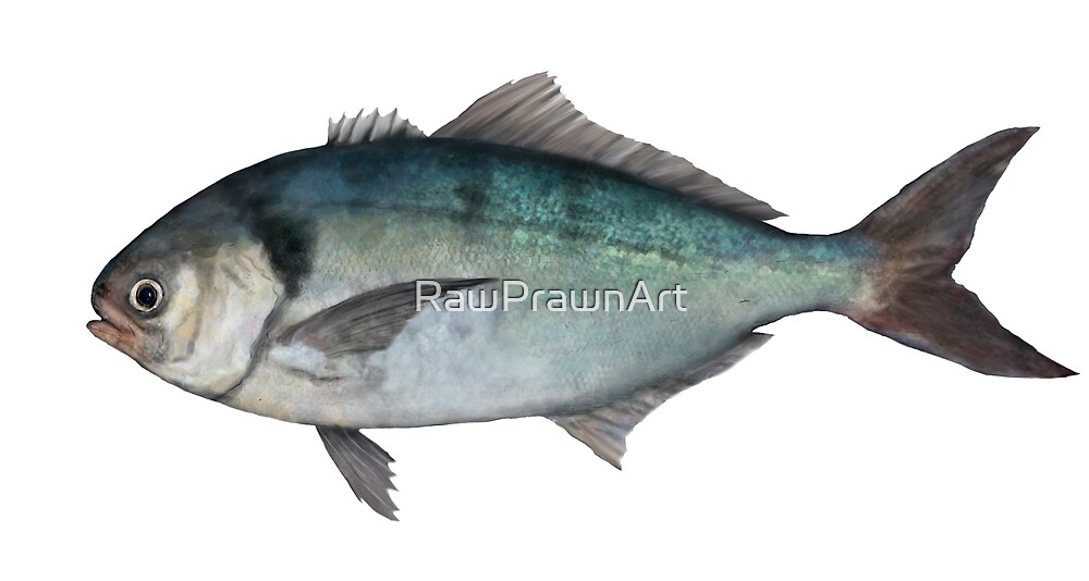 "Blue Warehou" by RawPrawnArt | Redbubble