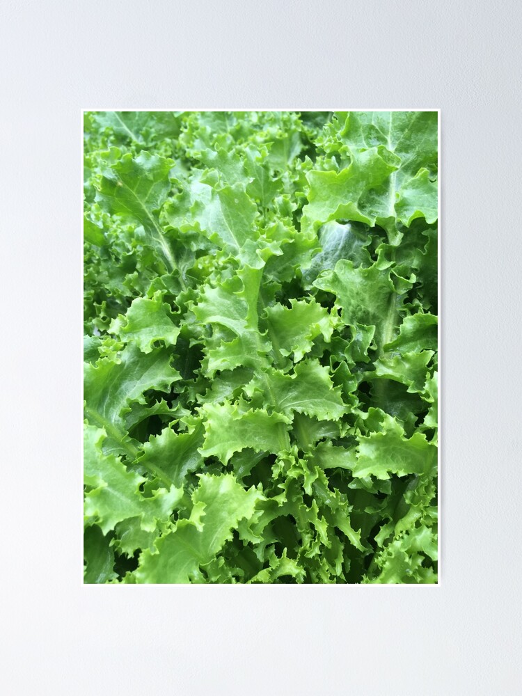 "Lettuce" Poster for Sale by Rino1013 | Redbubble
