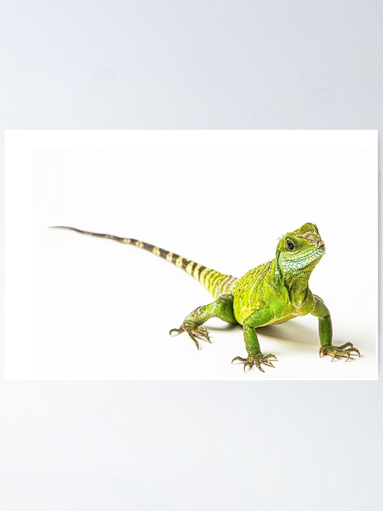 "Lizard" Poster by modern-love-art | Redbubble