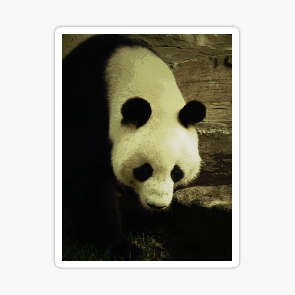 "One of Australia's Giant Pandas" Sticker for Sale by Studiopanda ...