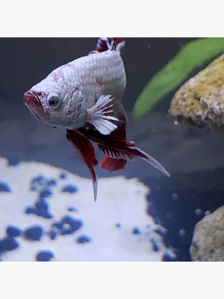 "Resting Fish Face" Sticker for Sale by DancingCreek | Redbubble