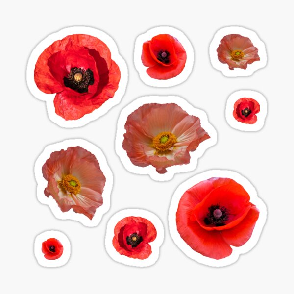 "Poppies" Sticker for Sale by algaeblooms | Redbubble