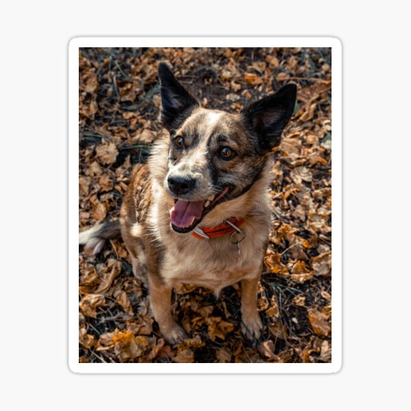 "Happy Hiker" Sticker for Sale by this-istheo | Redbubble