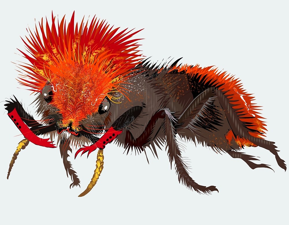 "Velvet Ant" by michdevilish | Redbubble