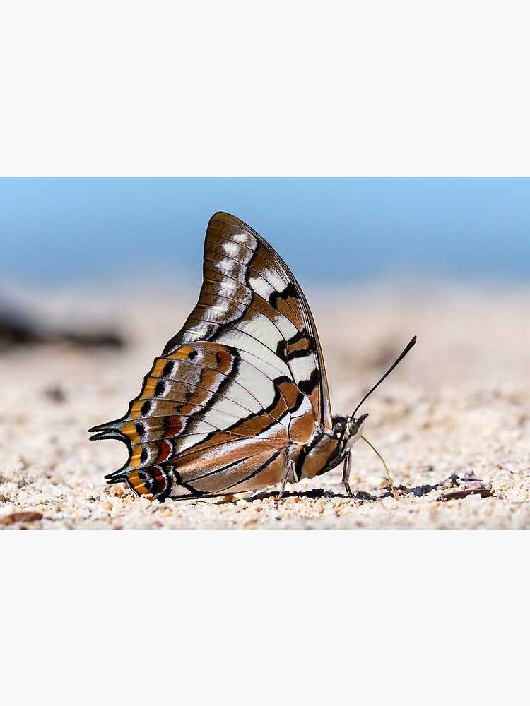 "Tailed emperor butterfly. " Poster for Sale by DaveBassett | Redbubble