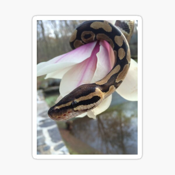 "Tigerlily the ball python" Sticker by dragongirl222 | Redbubble