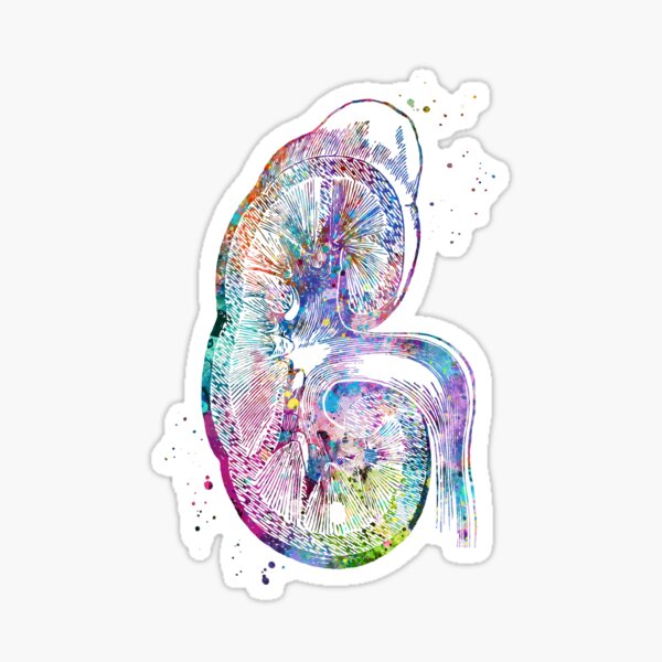 "Kidney Section Anatomy" Sticker for Sale by EvasDreams | Redbubble