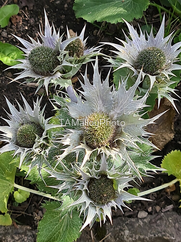 "TAMalloyPhoto - WILD & SPIKEY" Sticker for Sale by TAMalloyPhoto ...