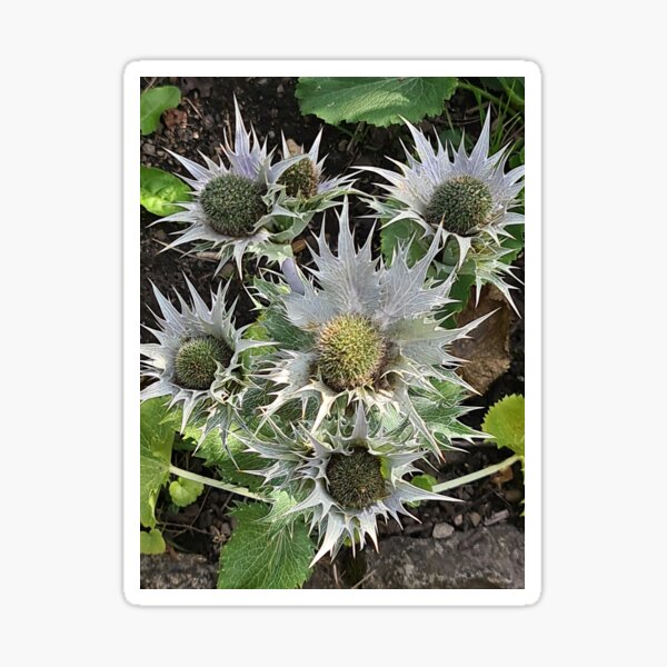 "TAMalloyPhoto - WILD & SPIKEY" Sticker for Sale by TAMalloyPhoto ...