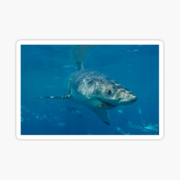 "Sly Look" Sticker by yook | Redbubble