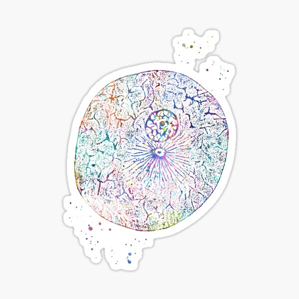 "Multicellular Eukaryotic Animal Cell" Sticker for Sale by EvasDreams ...