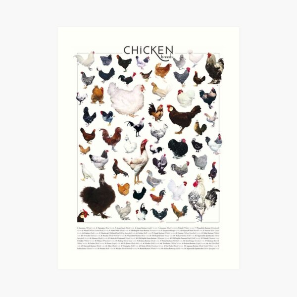 "Chicken Breeds Poster" Art Print for Sale by yosikmurat | Redbubble