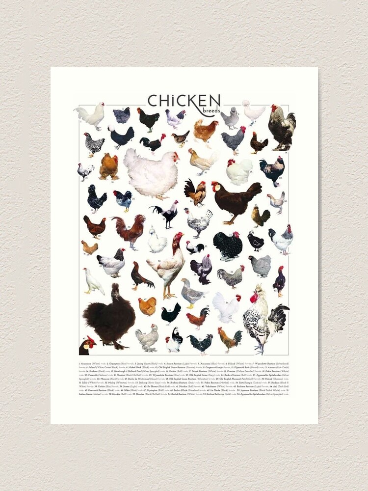 "Chicken Breeds Poster" Art Print for Sale by yosikmurat | Redbubble