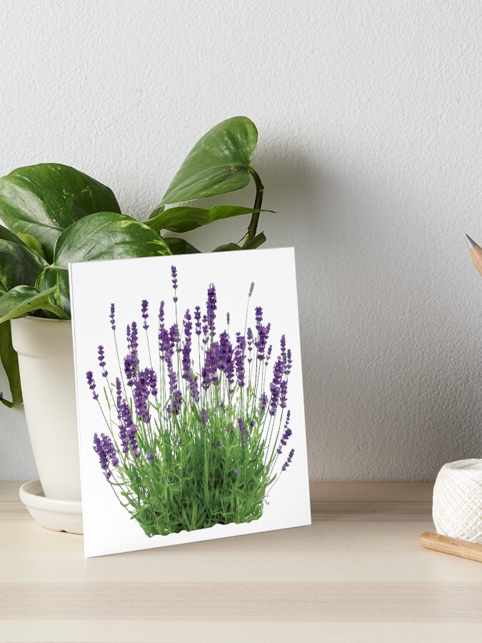"Watercolor Purple Lavender Bush" Art Board Print for Sale by Pavnud ...