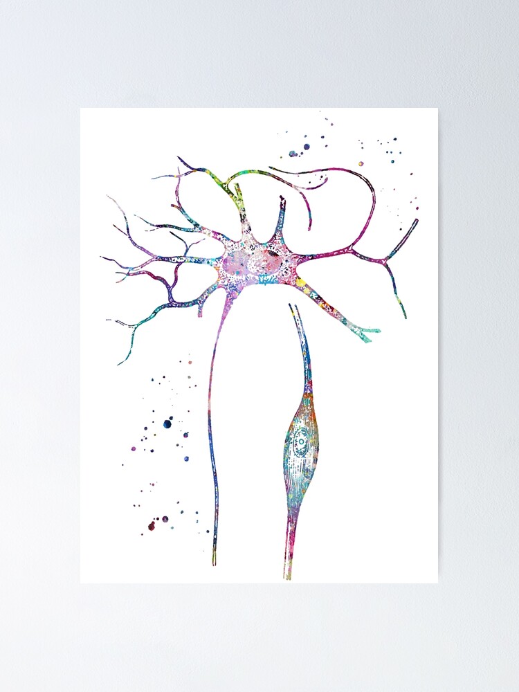 "Neuron Cells Anatomy" Poster by EvasDreams | Redbubble