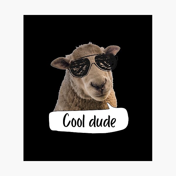 "October the Sheep - Cool sheep - Dude bruh" Photographic Print for ...