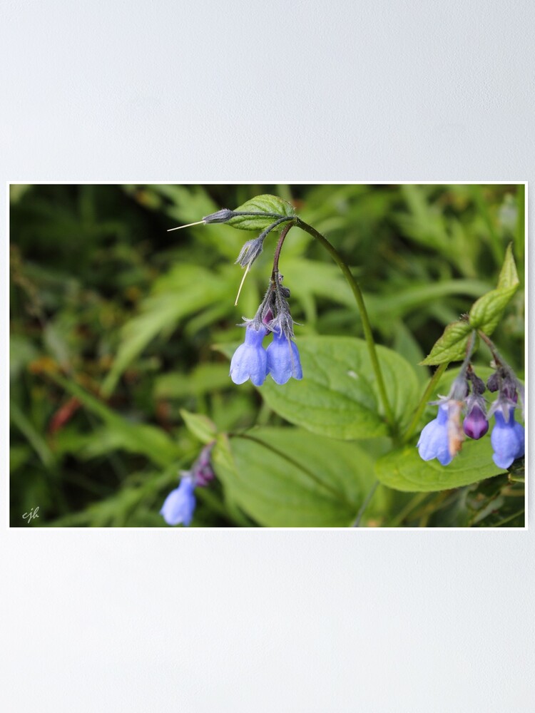 "Bluebell in Alaska" Poster by callystahall | Redbubble