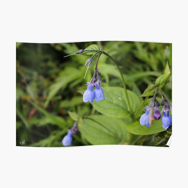 "Bluebell in Alaska" Poster by callystahall | Redbubble