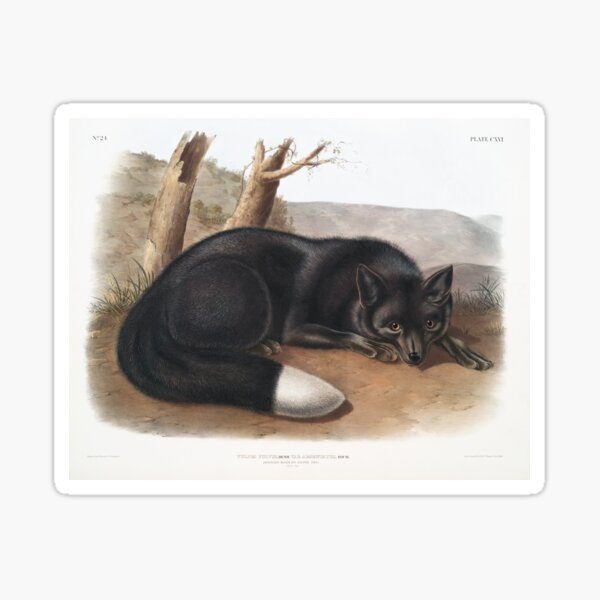 "Painting of American Silver Fox" Sticker for Sale by conor-fitz-2001 ...