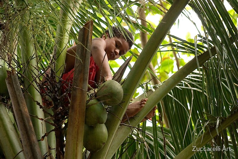 "Gathering Coconuts - Pohnpei, Micronesia" by Alex Zuccarelli | Redbubble