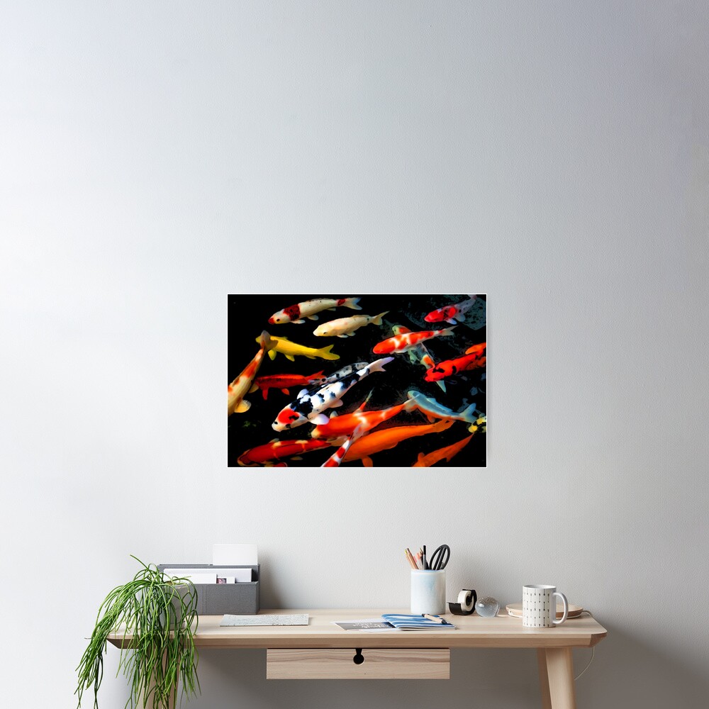 "Koi fish, Koi fish pond, Traditionnal japanese koi fish" Poster by ...