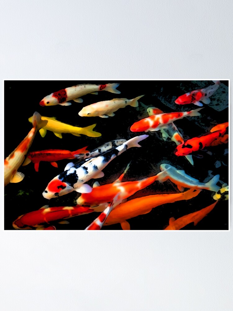 "Koi fish, Koi fish pond, Traditionnal japanese koi fish" Poster by ...