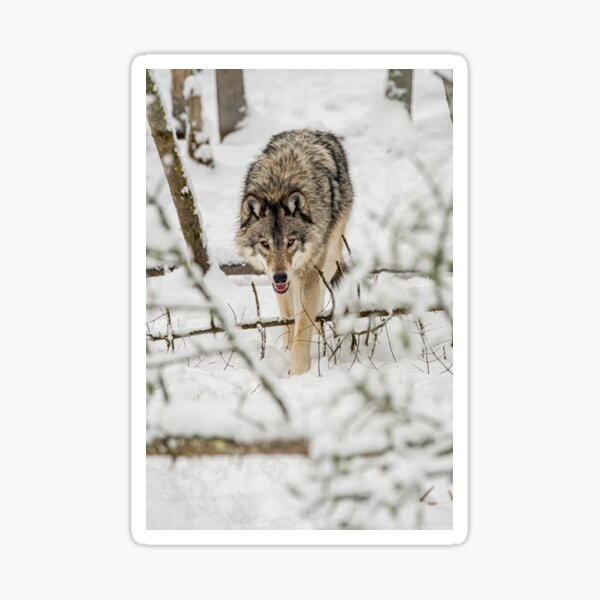 "Timber Wolf" Sticker for Sale by jaydee1400 | Redbubble