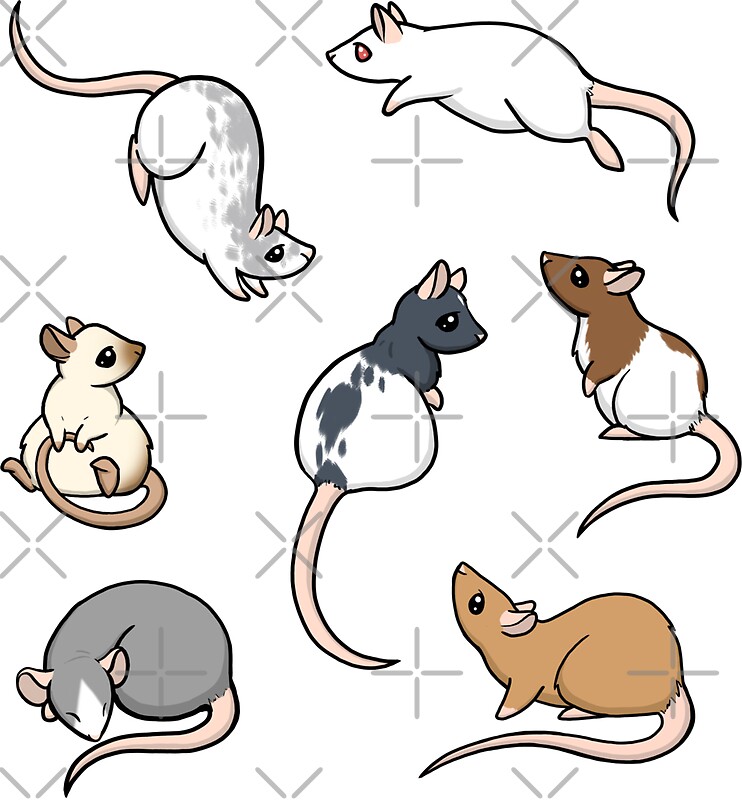 Rats: Stickers | Redbubble