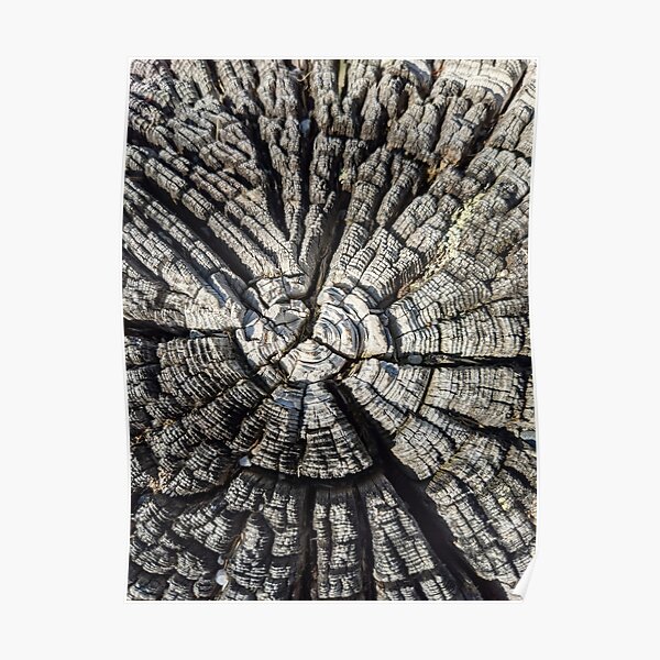 "Tree bark" Poster for Sale by VINCREDIBLES | Redbubble