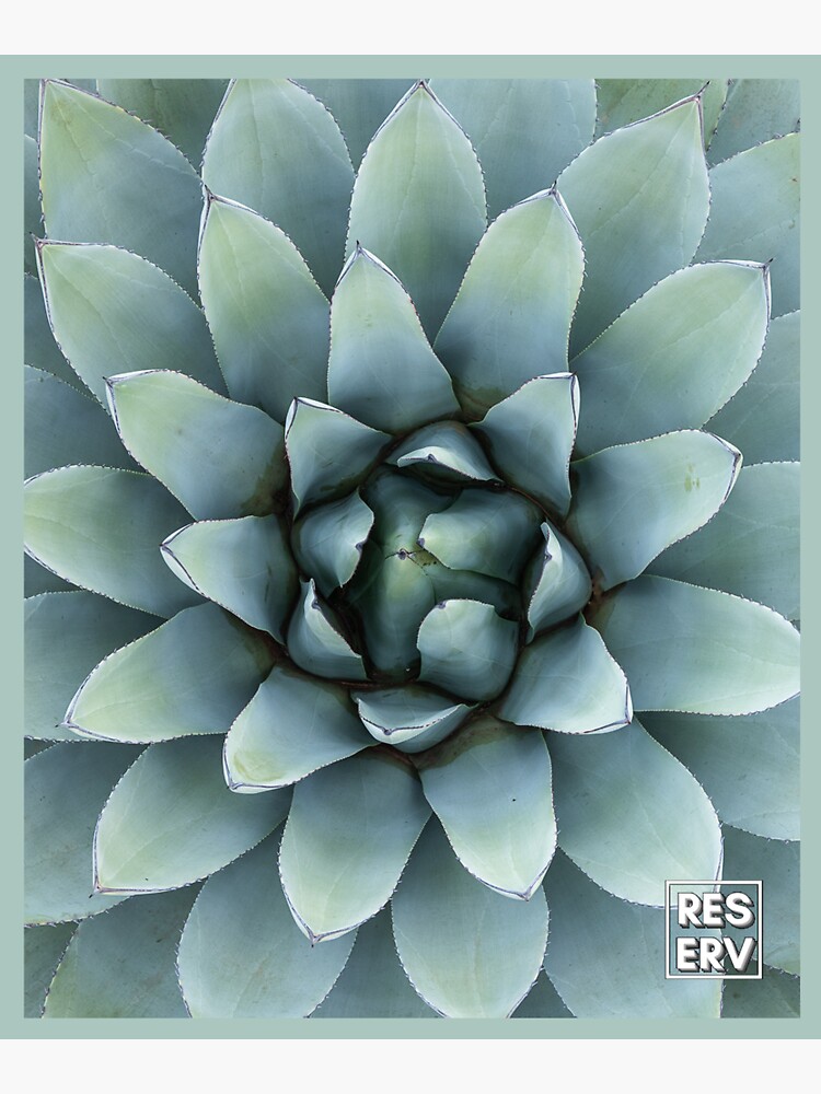 "Reserv Succulent" Sticker for Sale by Reservr | Redbubble