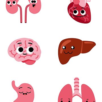 "Cute Organs" Sticker for Sale by STEM-women | Redbubble