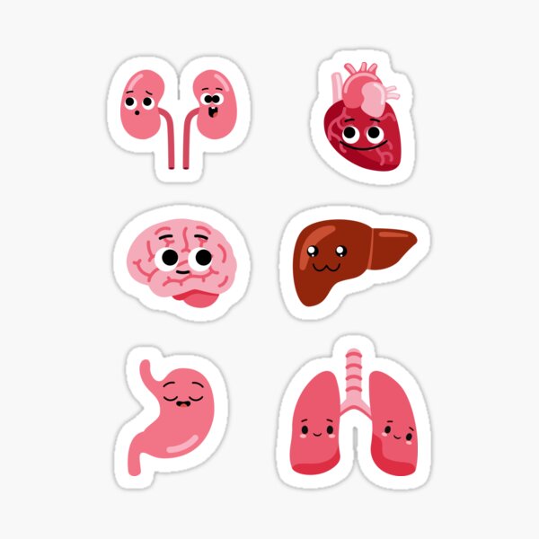 "Cute Organs" Sticker for Sale by STEM-women | Redbubble