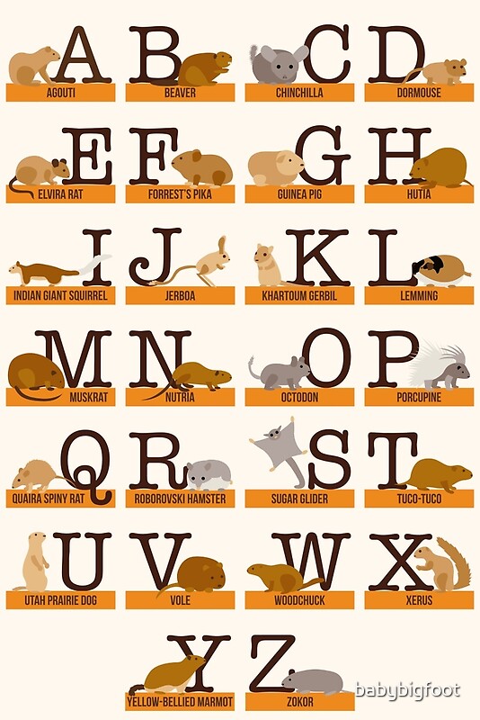 "Rodents Alphabet" by babybigfoot | Redbubble