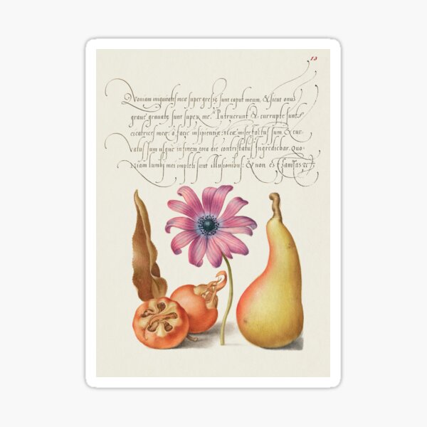 "Medlar, Poppy Anemone, and Pear from Mira Calligraphiae Monumenta or ...