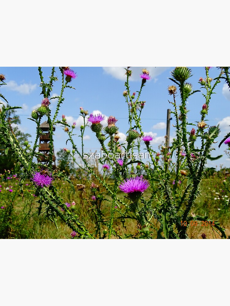 "Thistle" Sticker by szaboartisan | Redbubble