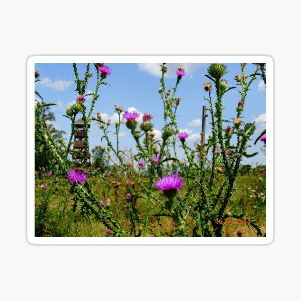 "Thistle" Sticker by szaboartisan | Redbubble