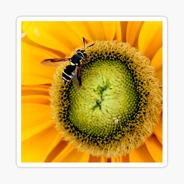 "Tiny daisy pollinator" Sticker for Sale by KristenRising | Redbubble