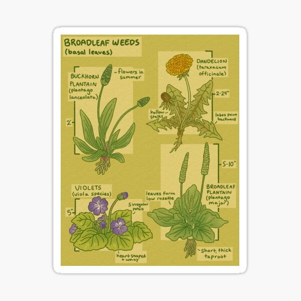 "Broadleaf Weeds" Sticker for Sale by Peppermintartsy | Redbubble