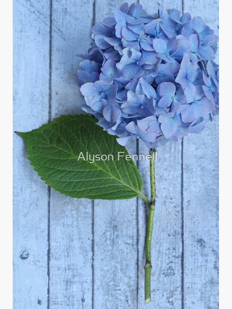 "Powder Blue Hydrangea" Sticker for Sale by AlysonFennell | Redbubble