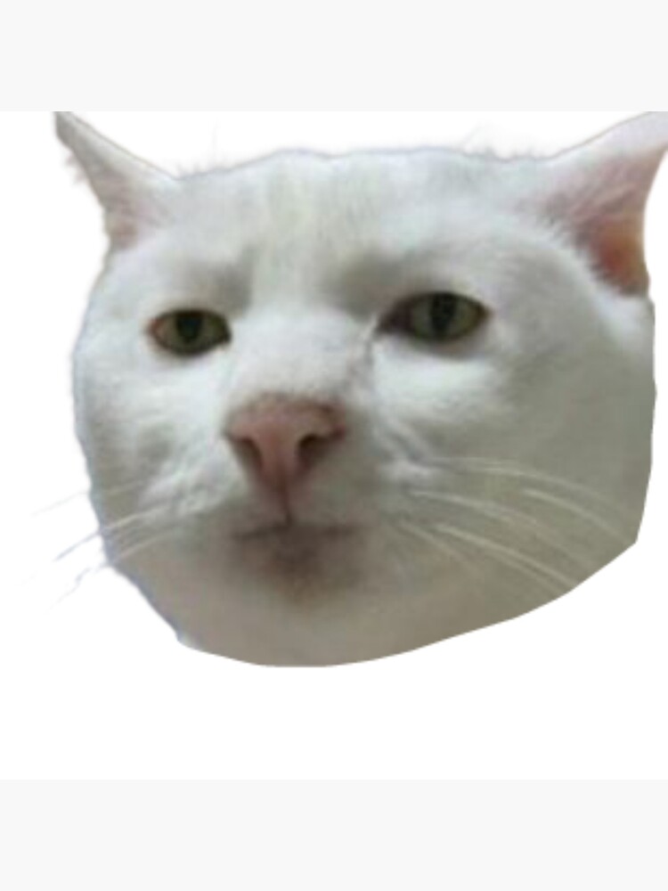 "white meme cat" Poster by mydonkey | Redbubble