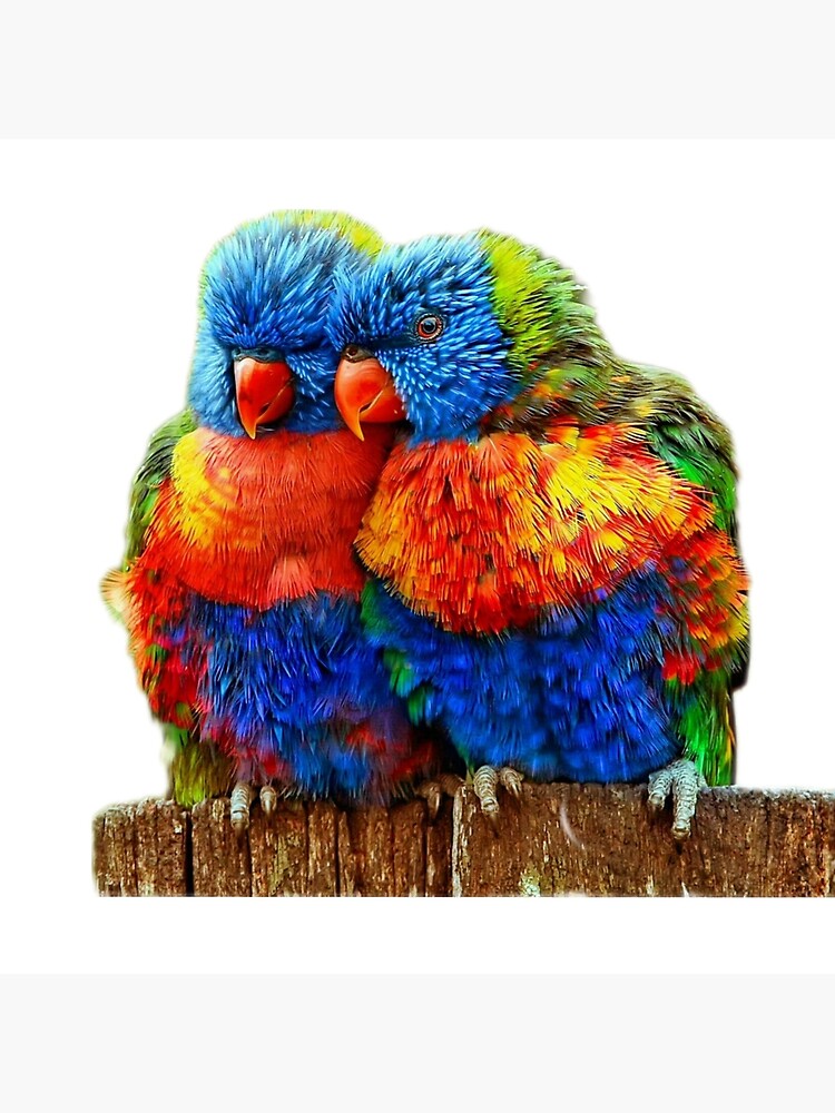 Colourful birds designe Premium Matte Vertical Poster sold by Ismael ...