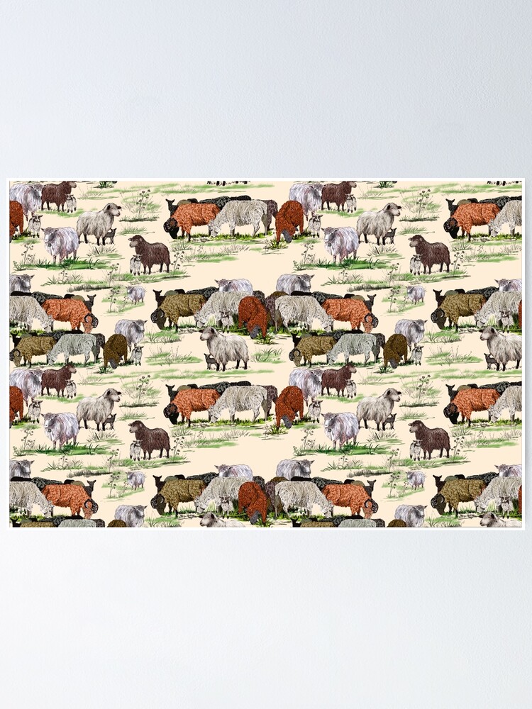 "Sheep flock of Shetland sheep" Poster for Sale by Salzanos | Redbubble