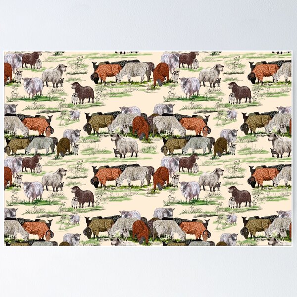 "Sheep flock of Shetland sheep" Poster for Sale by Salzanos | Redbubble