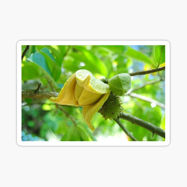 "Soursop flower and pods" Sticker for Sale by ConchArts | Redbubble
