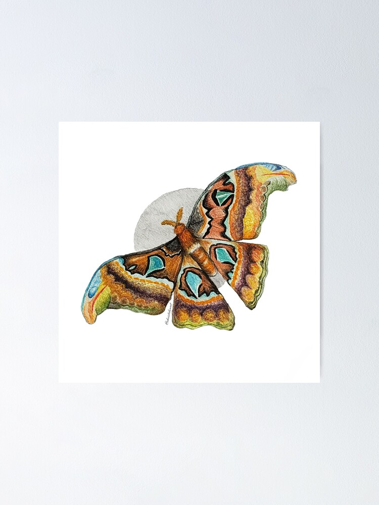 "Giant atlas moth " Poster for Sale by christidoucet | Redbubble